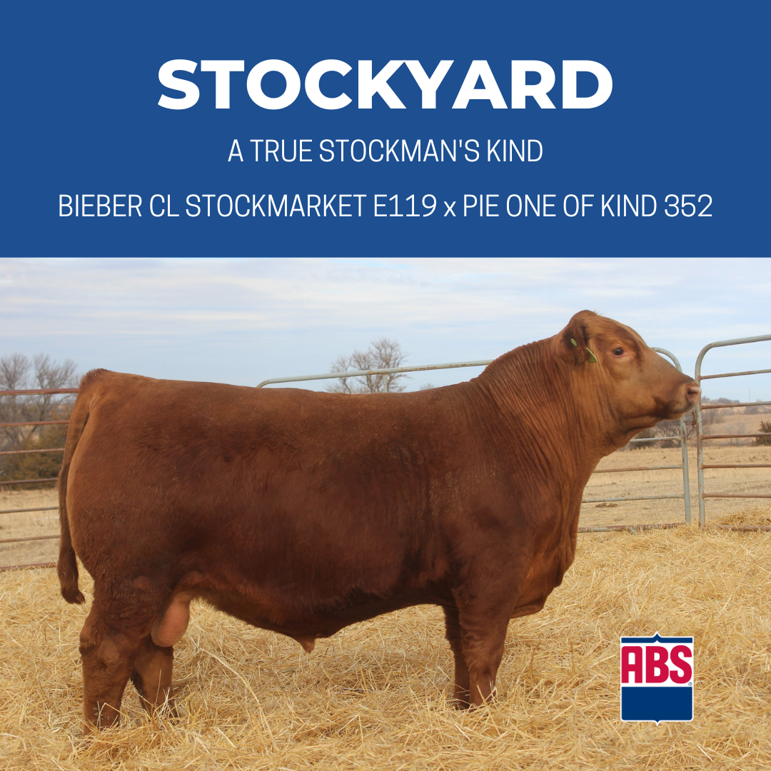 2024 Beef Fall Special - ABS Global US