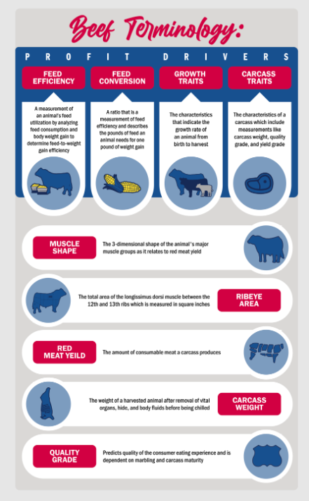 Beef on Dairy: Maximize Revenue by Understanding the Beef Supply Chain ...