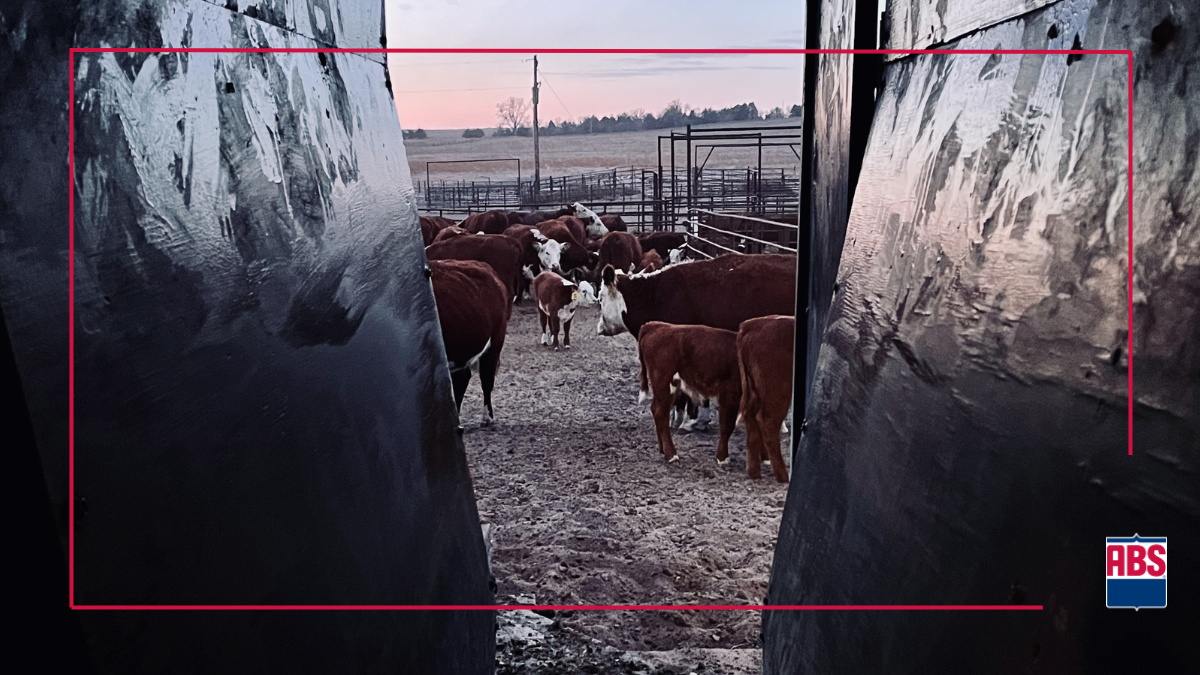 Faqs About Beef Estrus Synchronization Abs Global Us