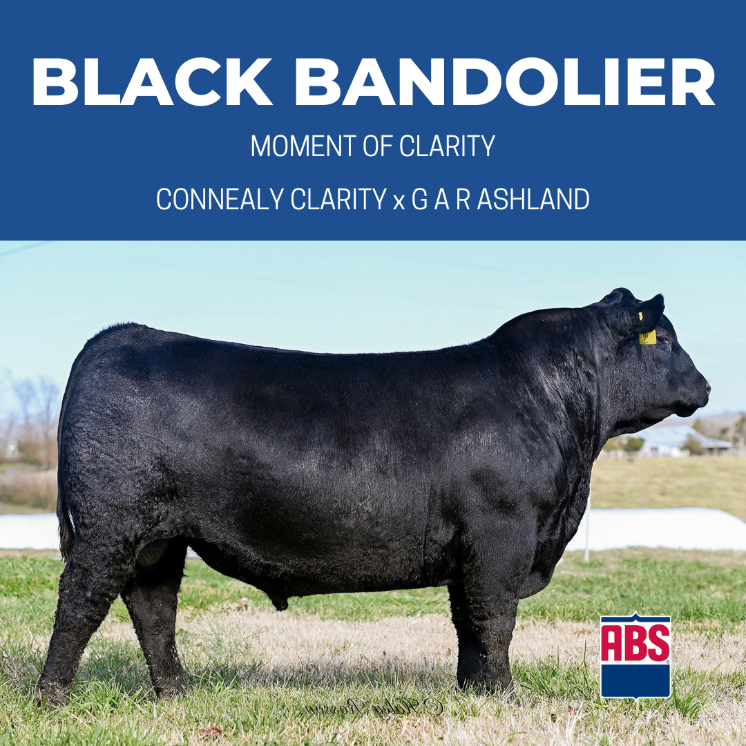 2025 Progeny Report: HALLMARK, BLACK BANDOLIER, and BEDROCK - ABS Global US