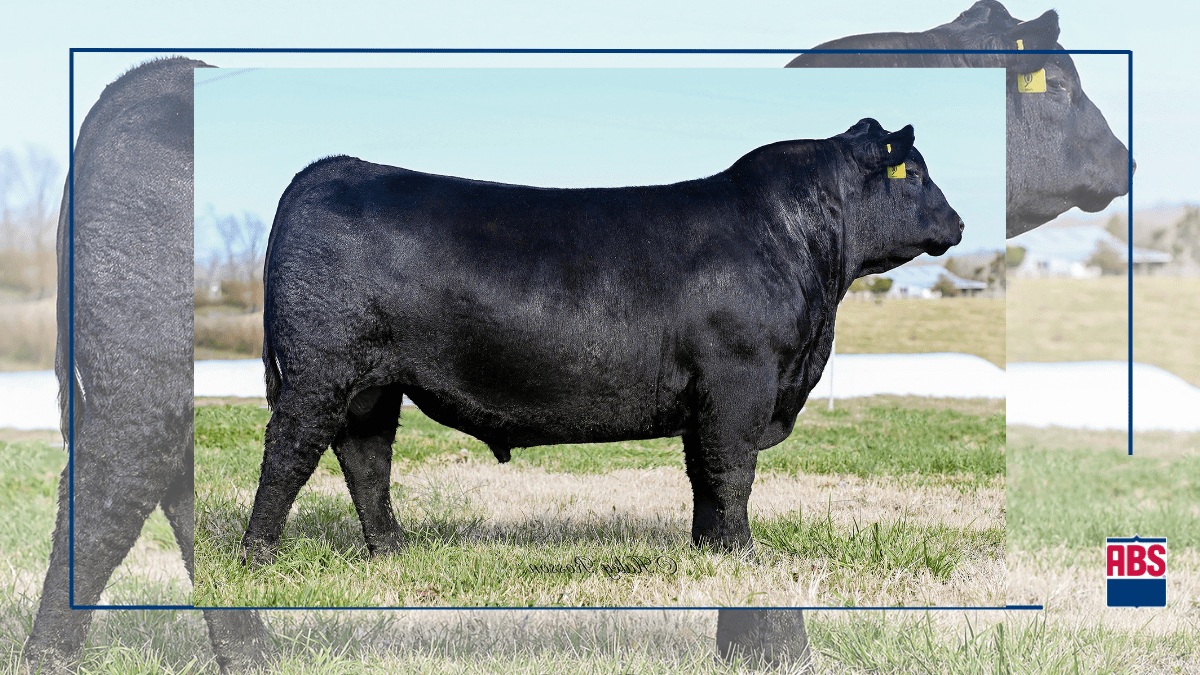 2025 Progeny Report: HALLMARK, BLACK BANDOLIER, and BEDROCK - ABS Global US