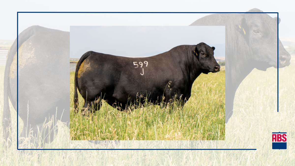 2025 Beef Progeny Report: REPUBLIC, DIGNITY, TRUE GRIT, AND PILOT - ABS ...