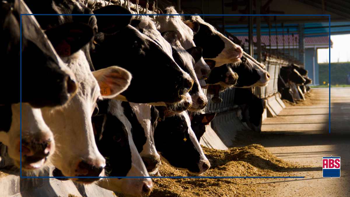 No Compromising with Today’s Polled Genetics - ABS Global US