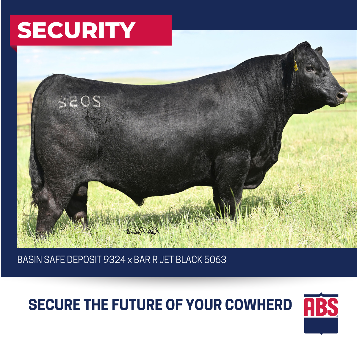 2025 Beef Progeny Report: INSTITUTION, SECURITY, and HOLLIDAY - ABS ...