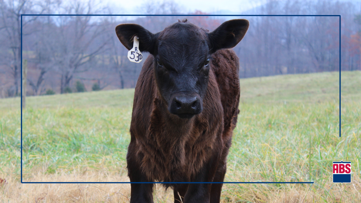 Choosing the Right Bull Based on Your Selection Criteria - ABS Global US