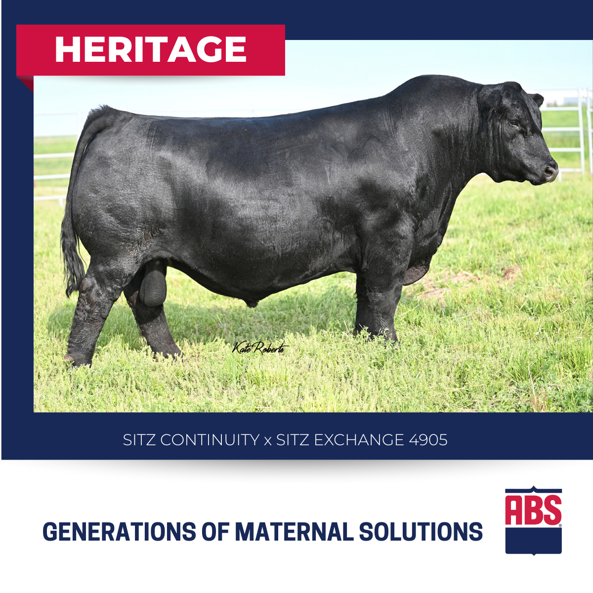 2025 Top Angus Bull Progeny Report: HERITAGE, BARITONE, SUPERSTOCK, and ...