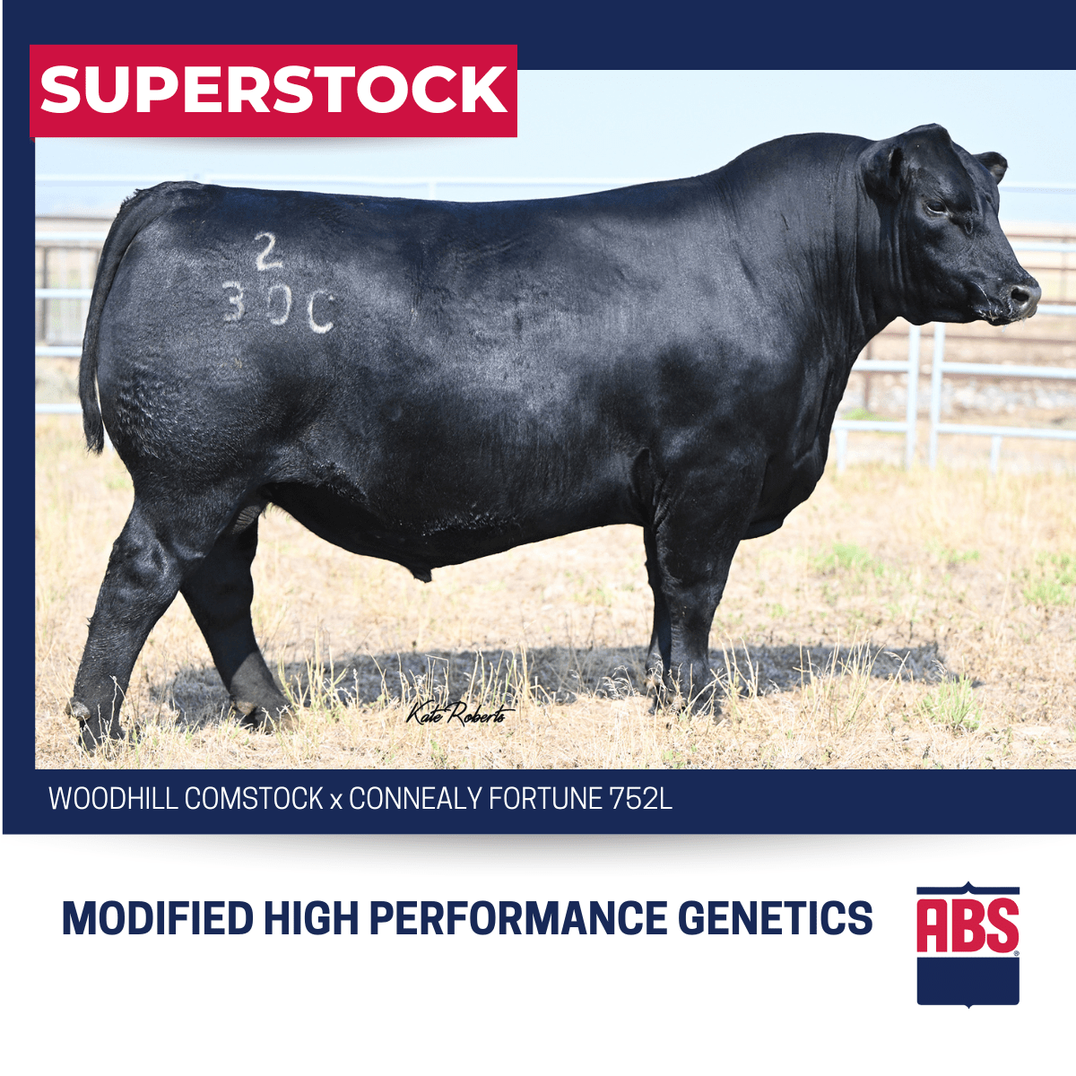 2025 Top Angus Bull Progeny Report: HERITAGE, BARITONE, SUPERSTOCK, and ...