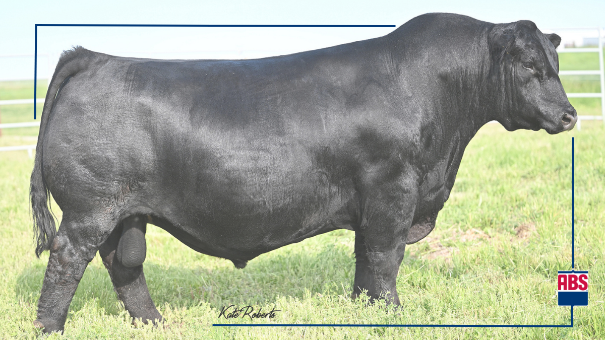 2025 Top Angus Bull Progeny Report: HERITAGE, BARITONE, SUPERSTOCK, and ...