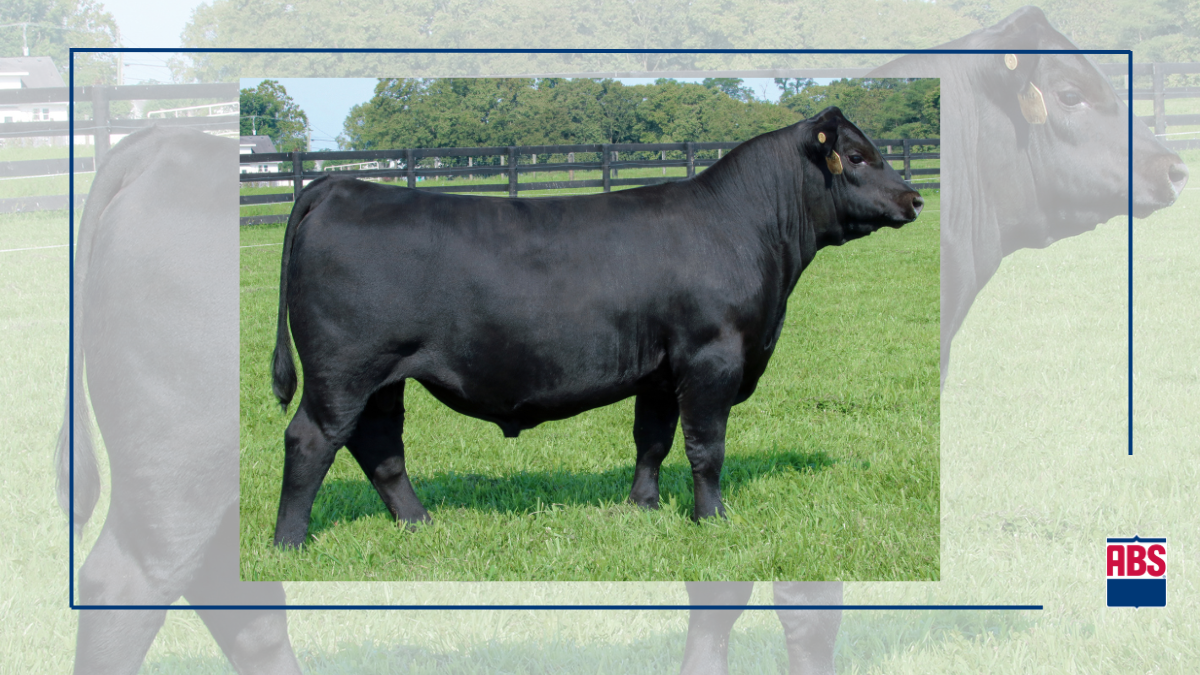 2025 Top Angus Bull Progeny Report: BLACK LABEL, MASTERCRAFT, GROUND ...
