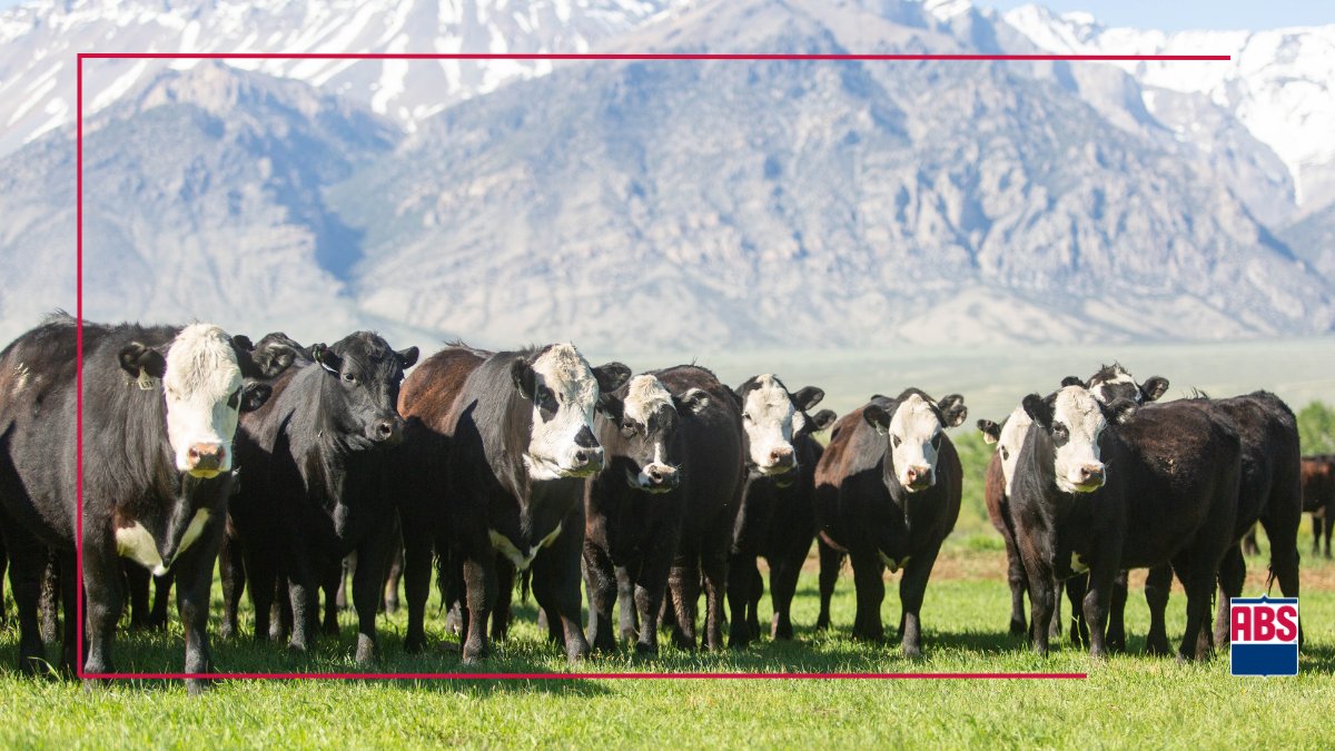 Uncover the Benefits of Composite Cattle - ABS Global US