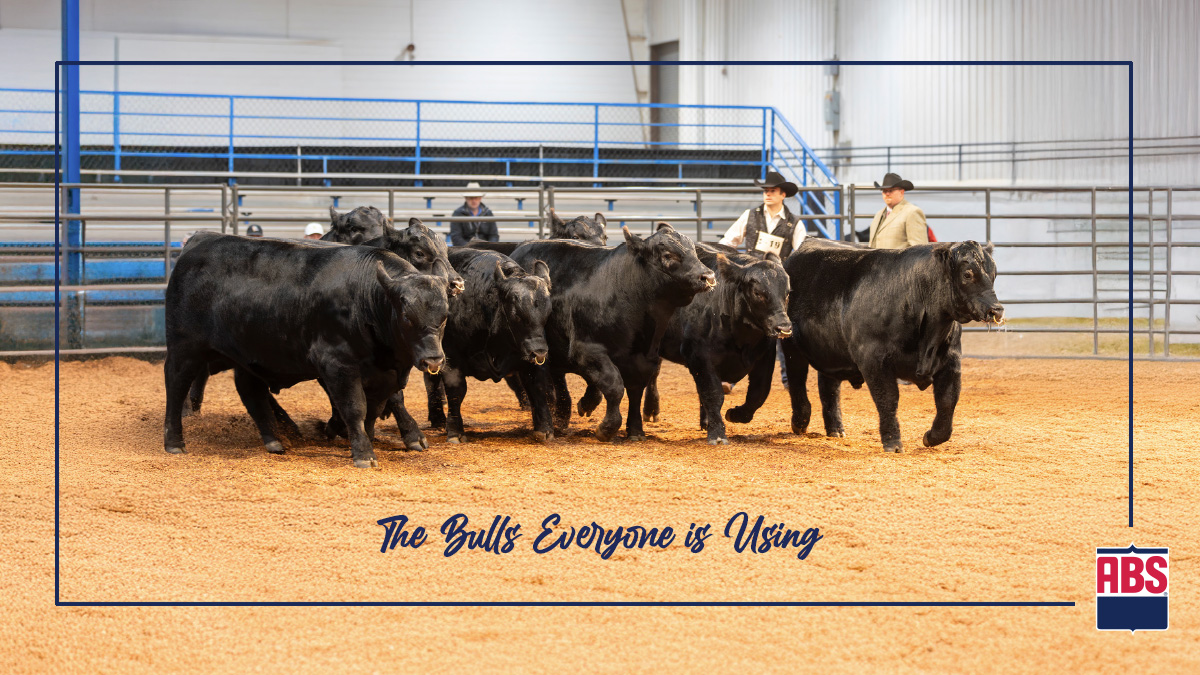 The Bulls Everyone Is Using and How They Continue to Deliver - ABS ...