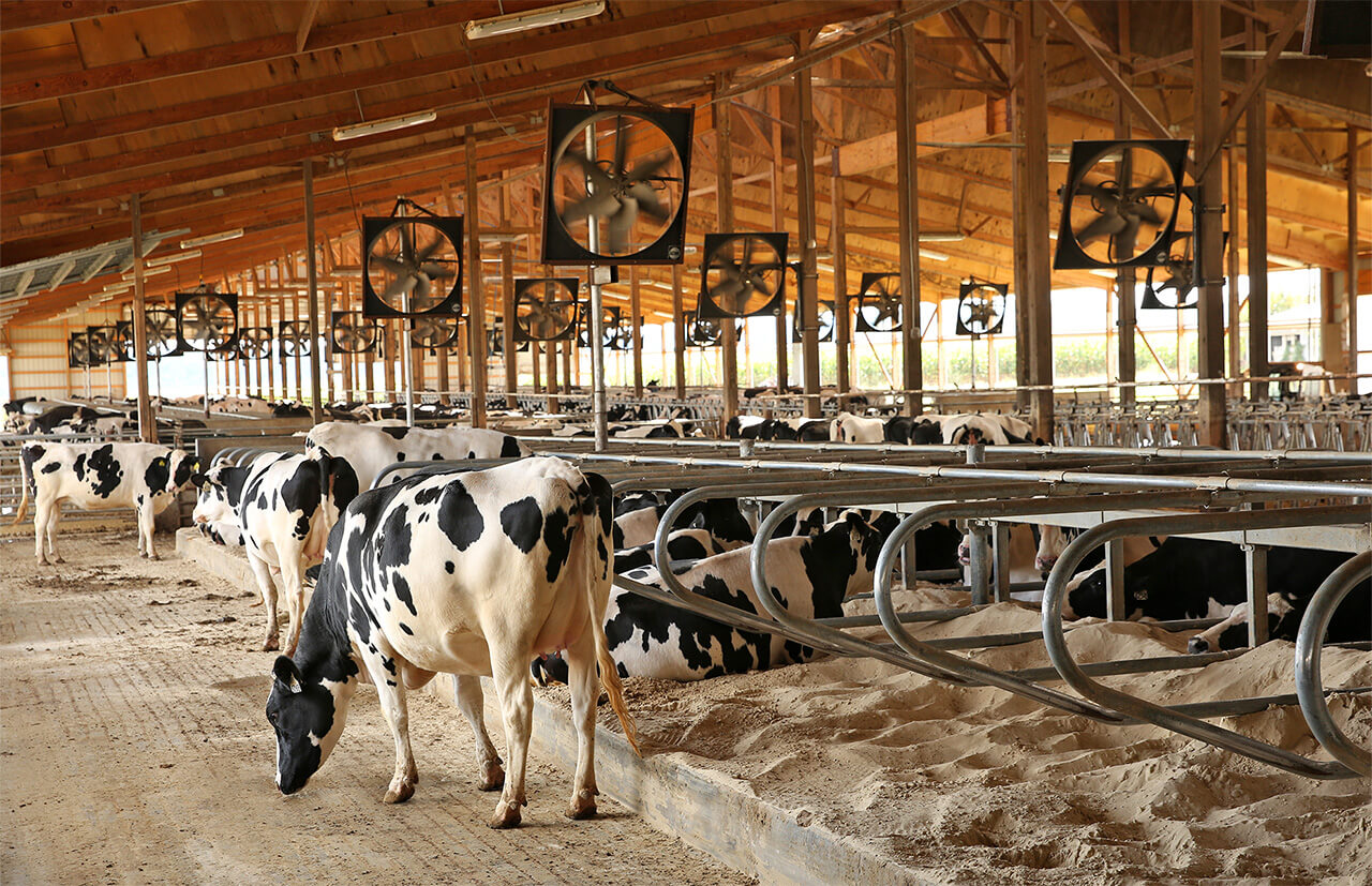 Raising dairy cattle - amitypod