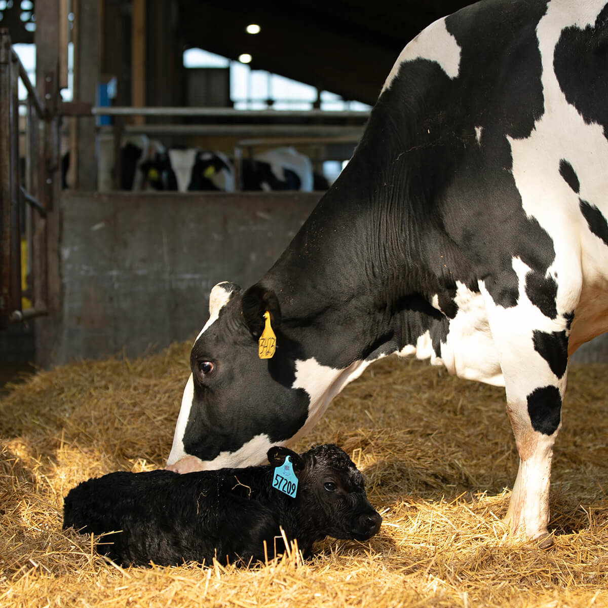 Beef InFocus ™ - ABS Global USA