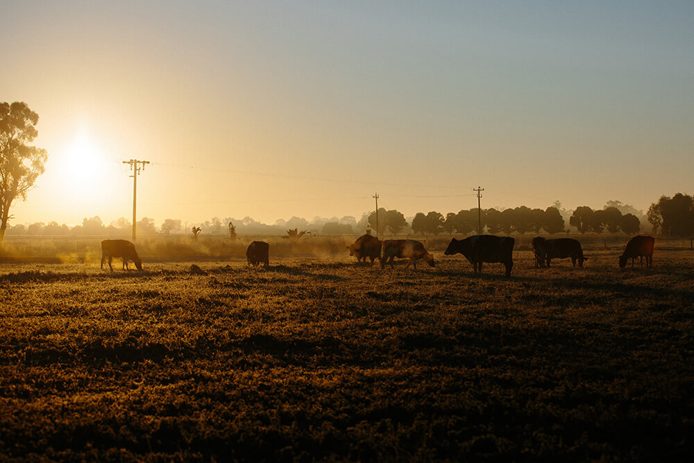 Genus ABS - Bovine Genetics & Cattle Breeding Technologies - ABS Global USA