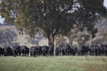 Genus ABS - Bovine Genetics & Cattle Breeding Technologies - ABS Global USA